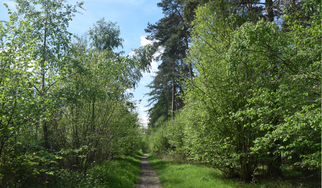 Morgrove Coppice - Wild Walk | Heart of England Forest