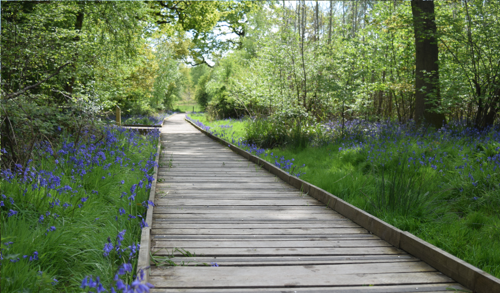 Morgrove Coppice - Wild Walk | Heart of England Forest