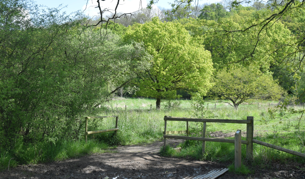 Morgrove Coppice - Wild Walk | Heart of England Forest