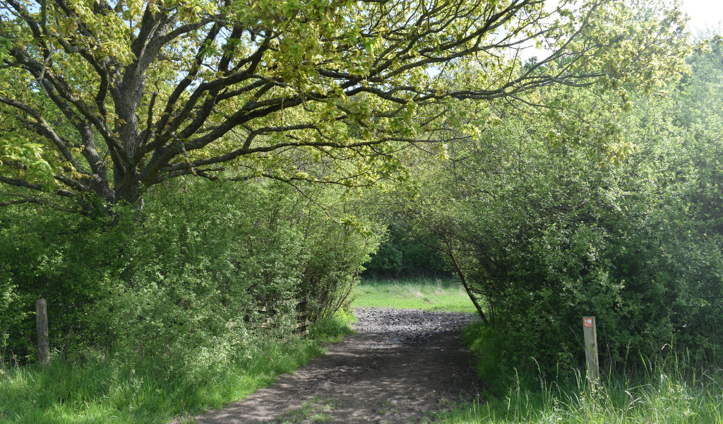 Morgrove Coppice - Wild Walk | Heart of England Forest