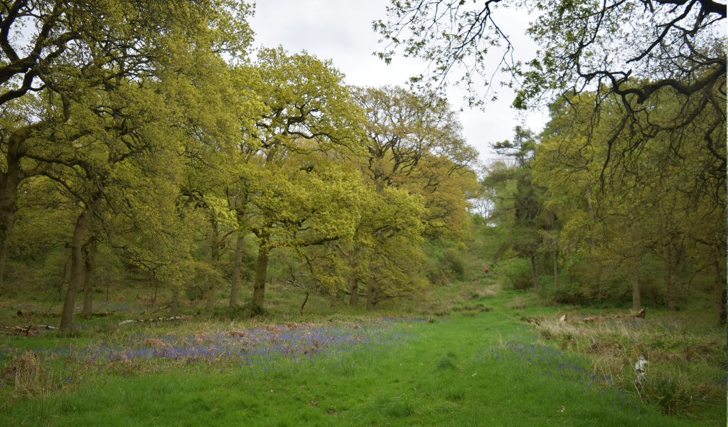 Morgrove Coppice - Wild Walk | Heart of England Forest