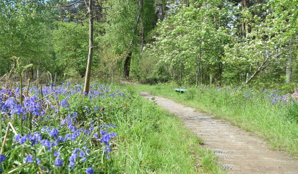 Morgrove Coppice - Accessible Trail | Heart of England Forest