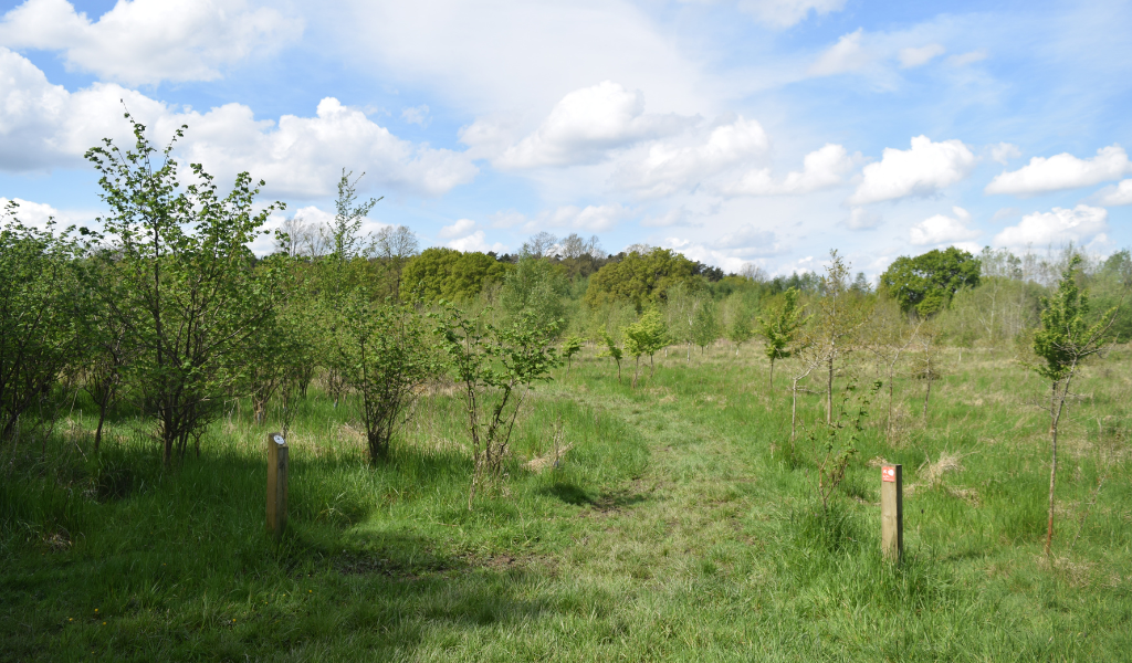 Morgrove Coppice - Wild Walk | Heart of England Forest