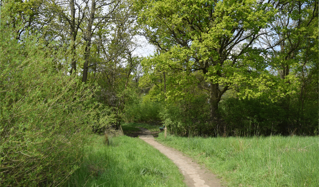Morgrove Coppice - Wild Walk | Heart of England Forest