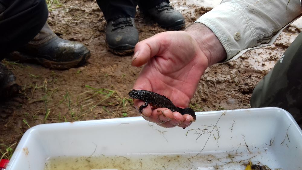 Managing ponds for biodiversity | Heart of England Forest