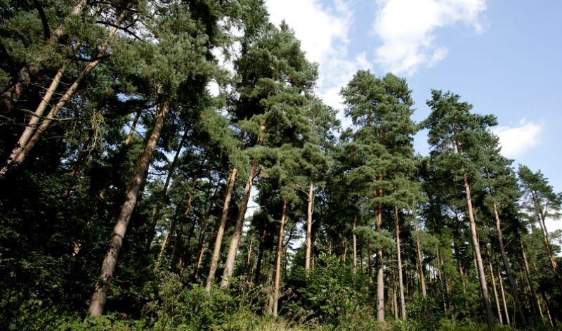 Conifers in the Arboretum | Heart of England Forest