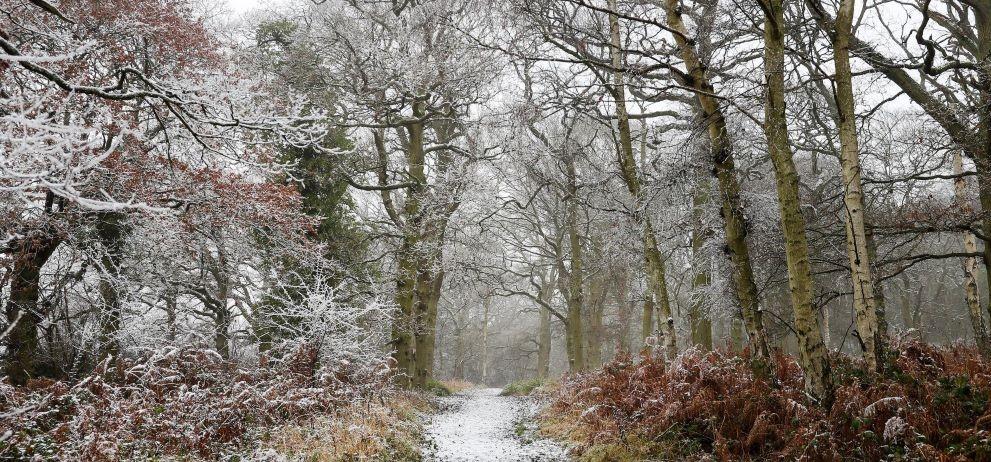 Winter wildlife spotting | Heart of England Forest