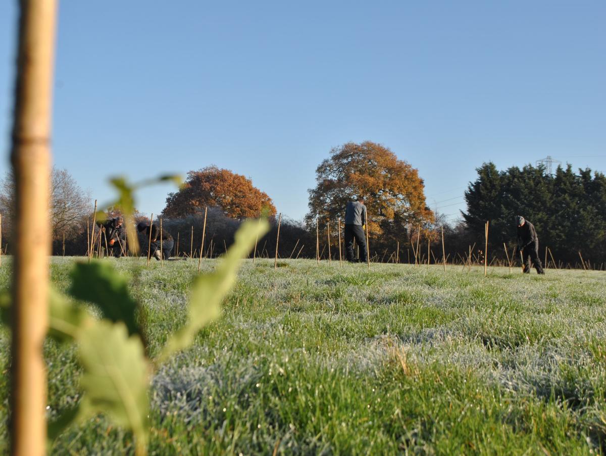 Trees Call to Action Project | Heart of England Forest
