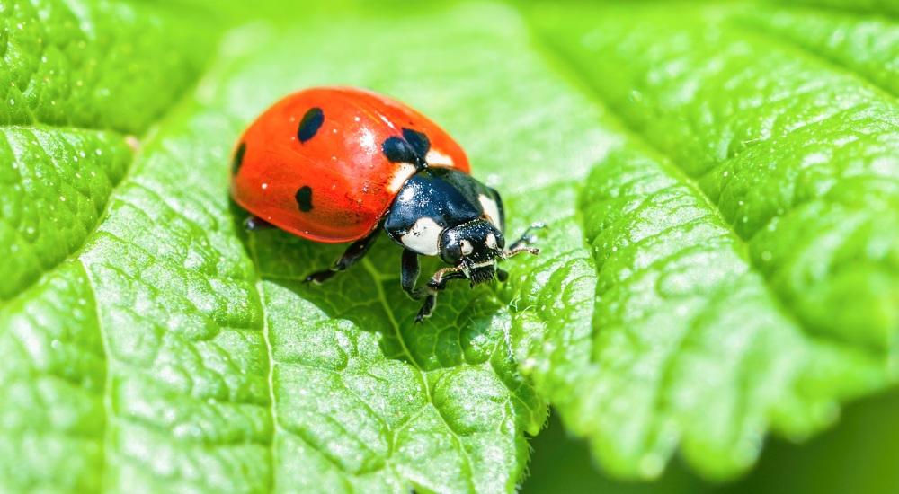 Discovering and identifying ladybirds in the Forest | Heart of England ...