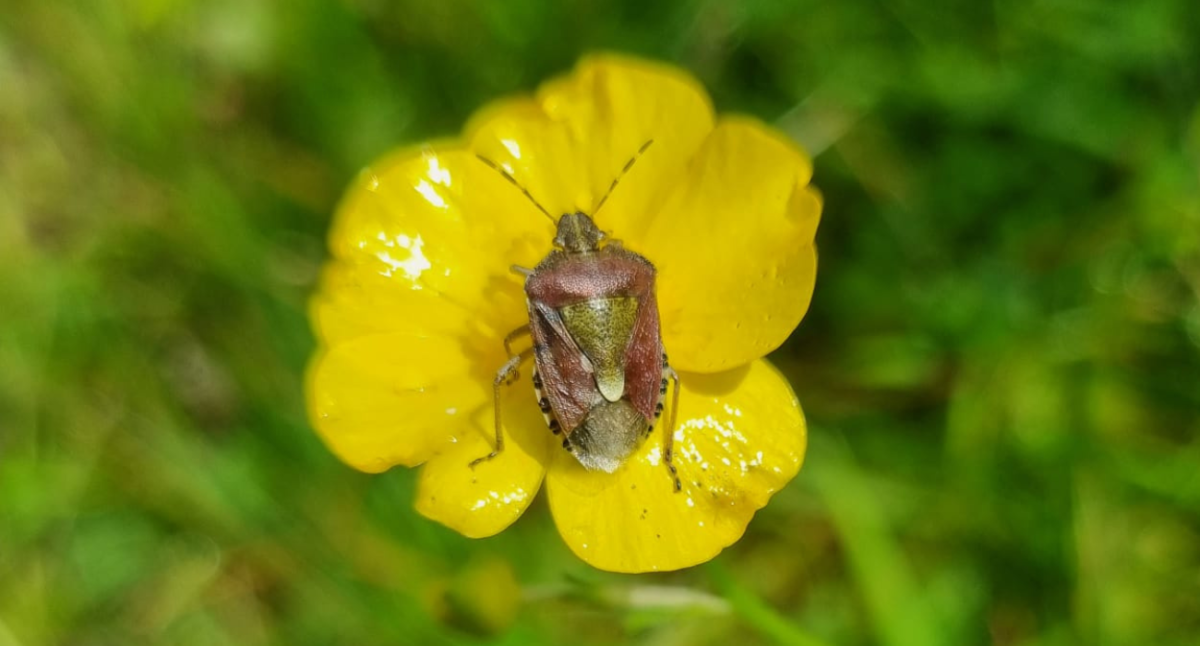 Under the magnifying glass: Shield bugs | Heart of England Forest