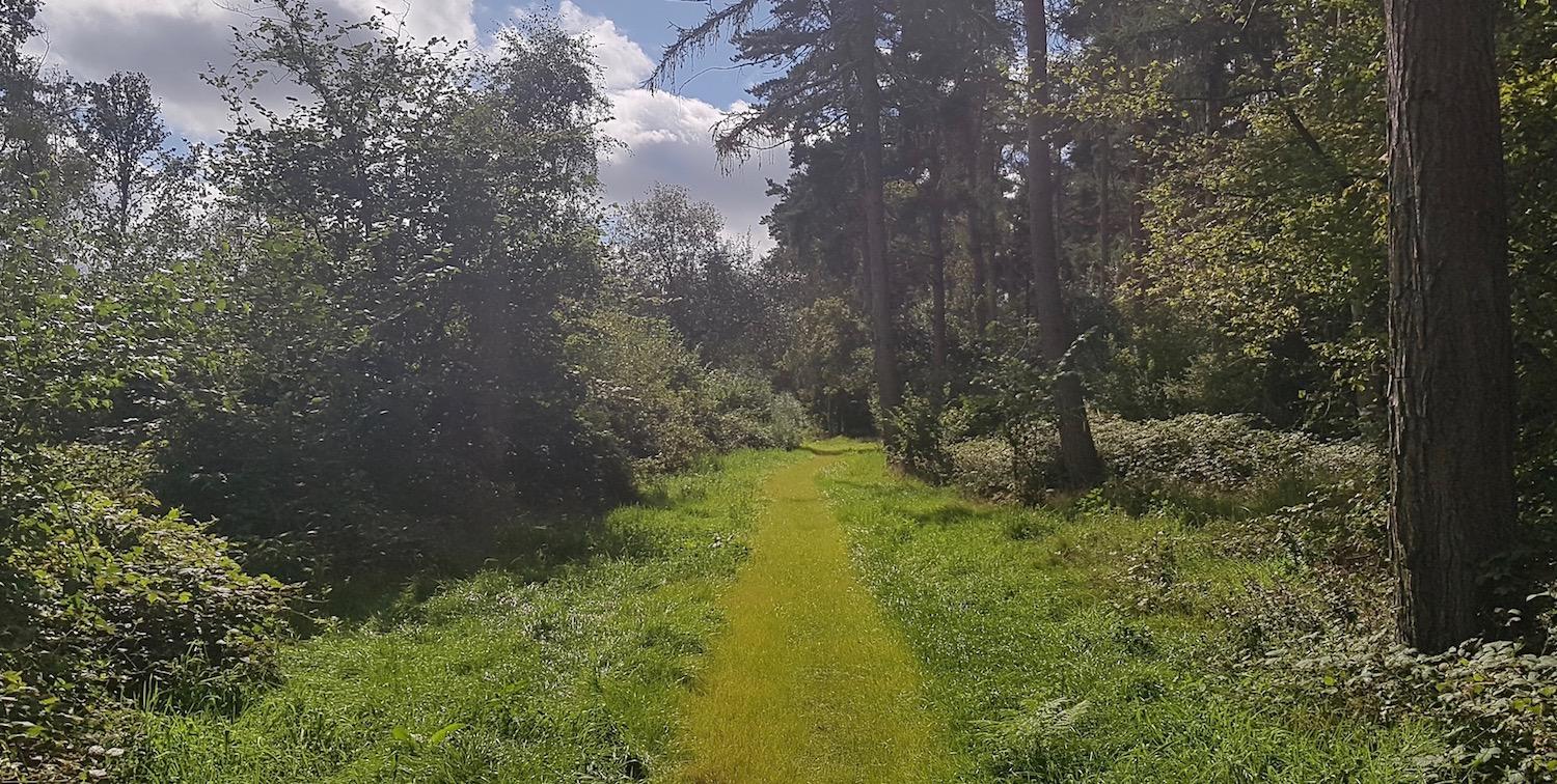 The health benefits of trees | Heart of England Forest