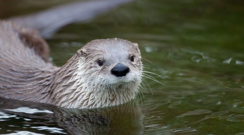 The Eurasian otter | Heart of England Forest