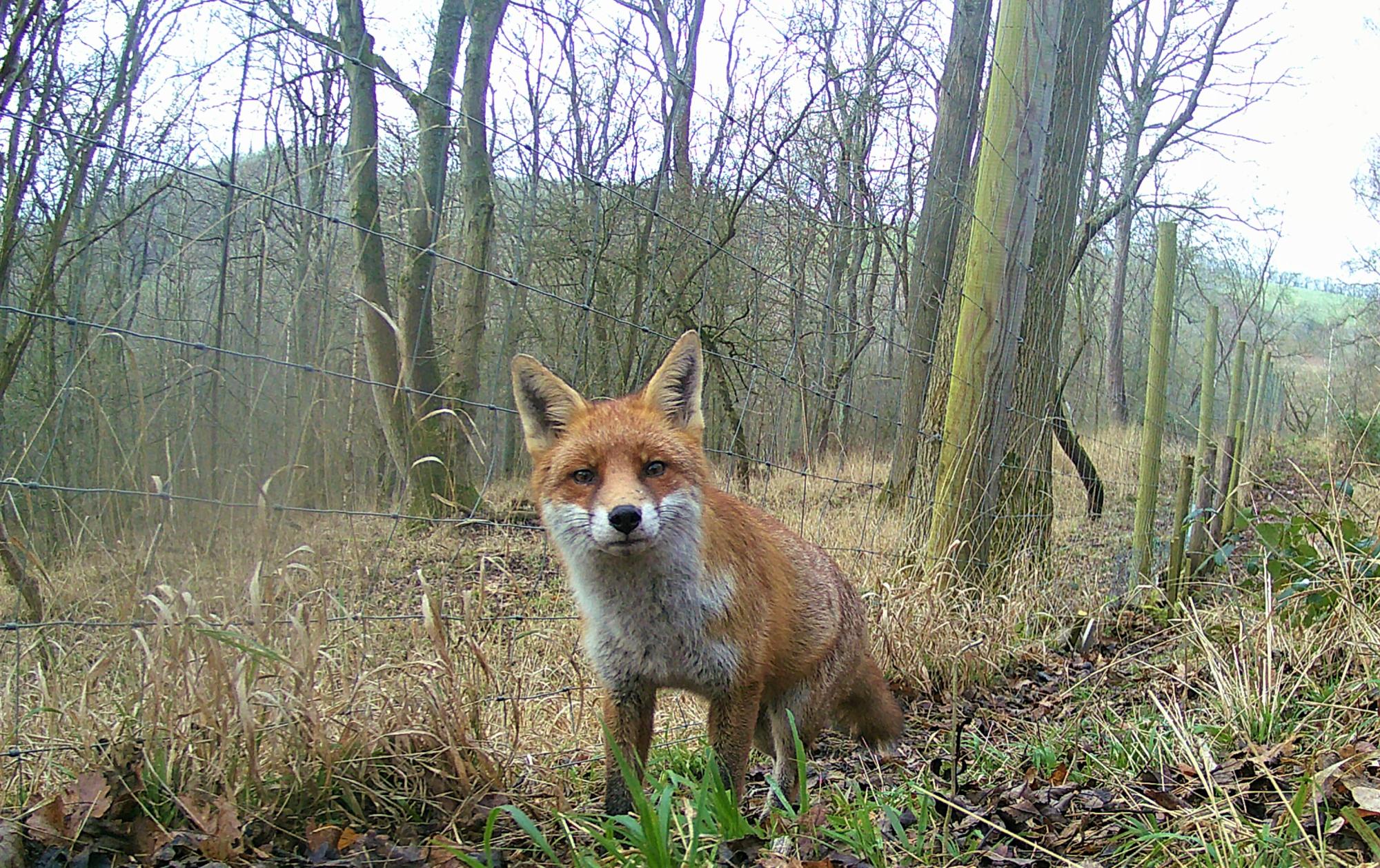 Guided Walk: Exploring The Heart of England Forest at Sheriffs Lench ...