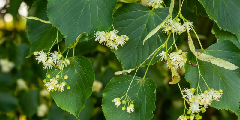 Small leaved lime: A tree that shares its heart with us during the Big ...