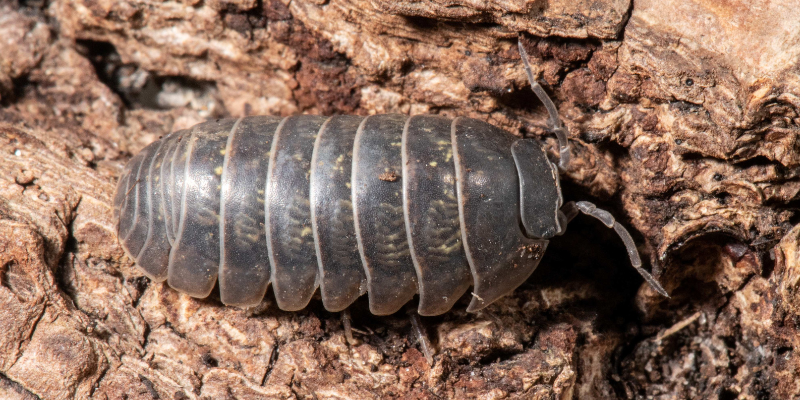 Isopods in the Forest | Heart of England Forest