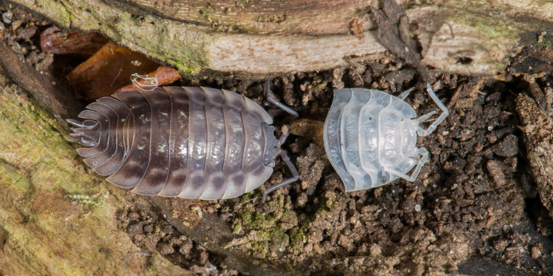 Isopods in the Forest | Heart of England Forest