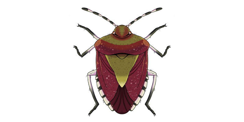 Under the magnifying glass: Shield bugs | Heart of England Forest