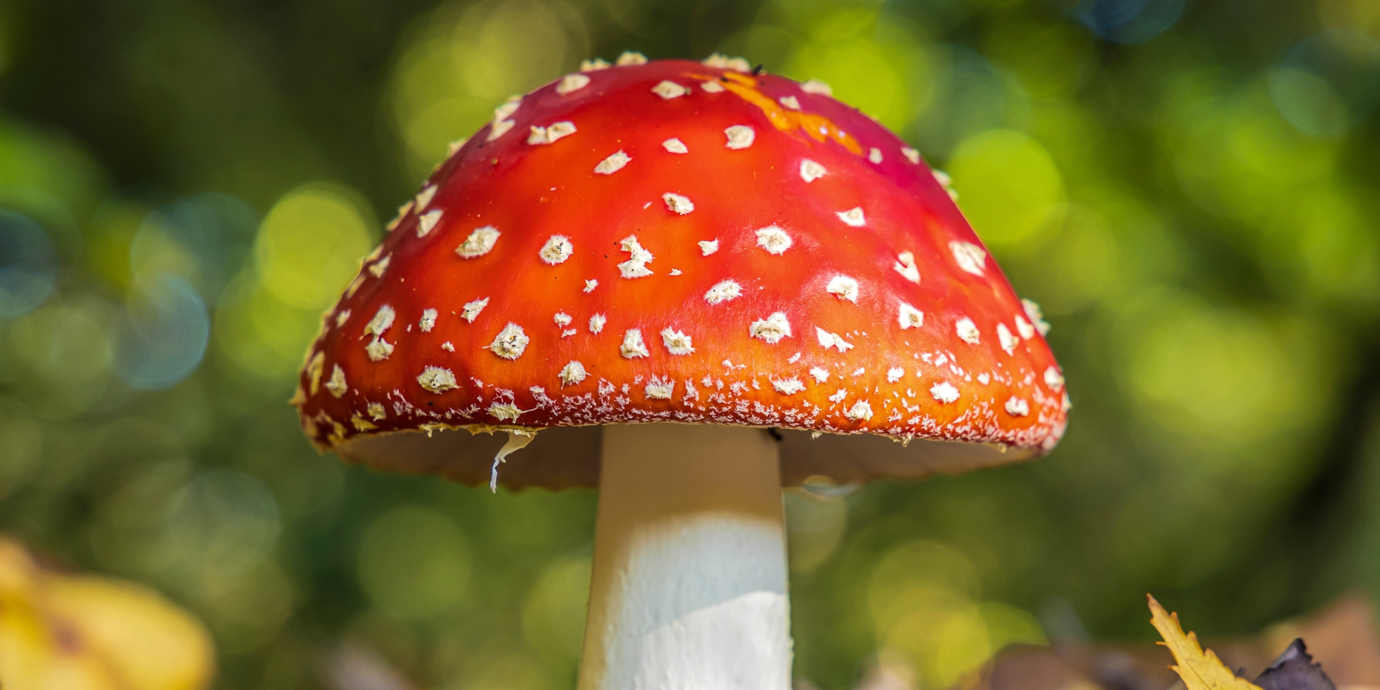 10 poisonous plants in the Forest | Heart of England Forest