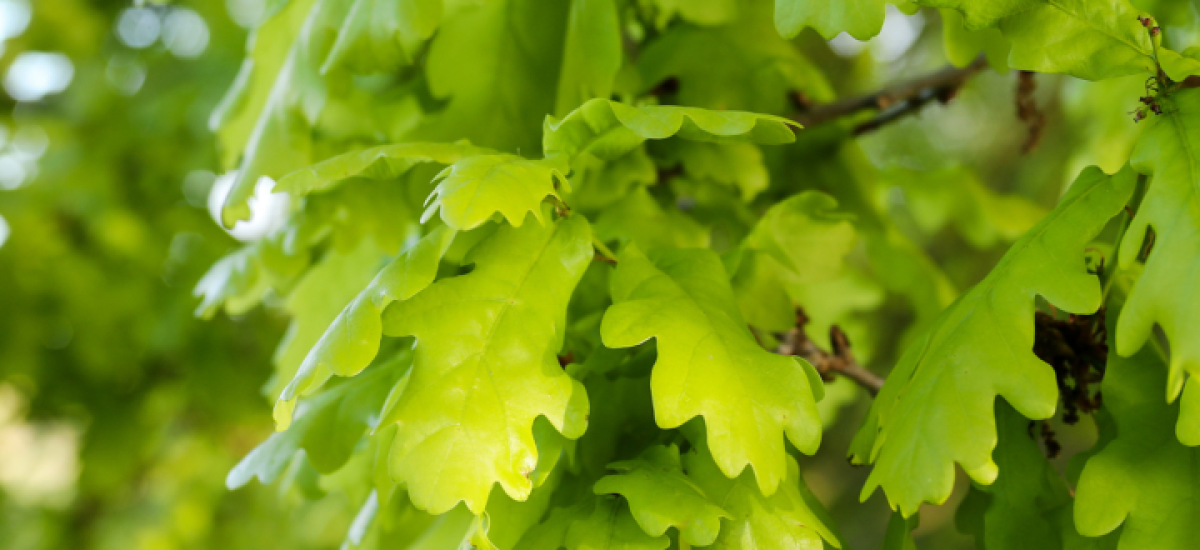The Heart of England Forest | Heart of England Forest