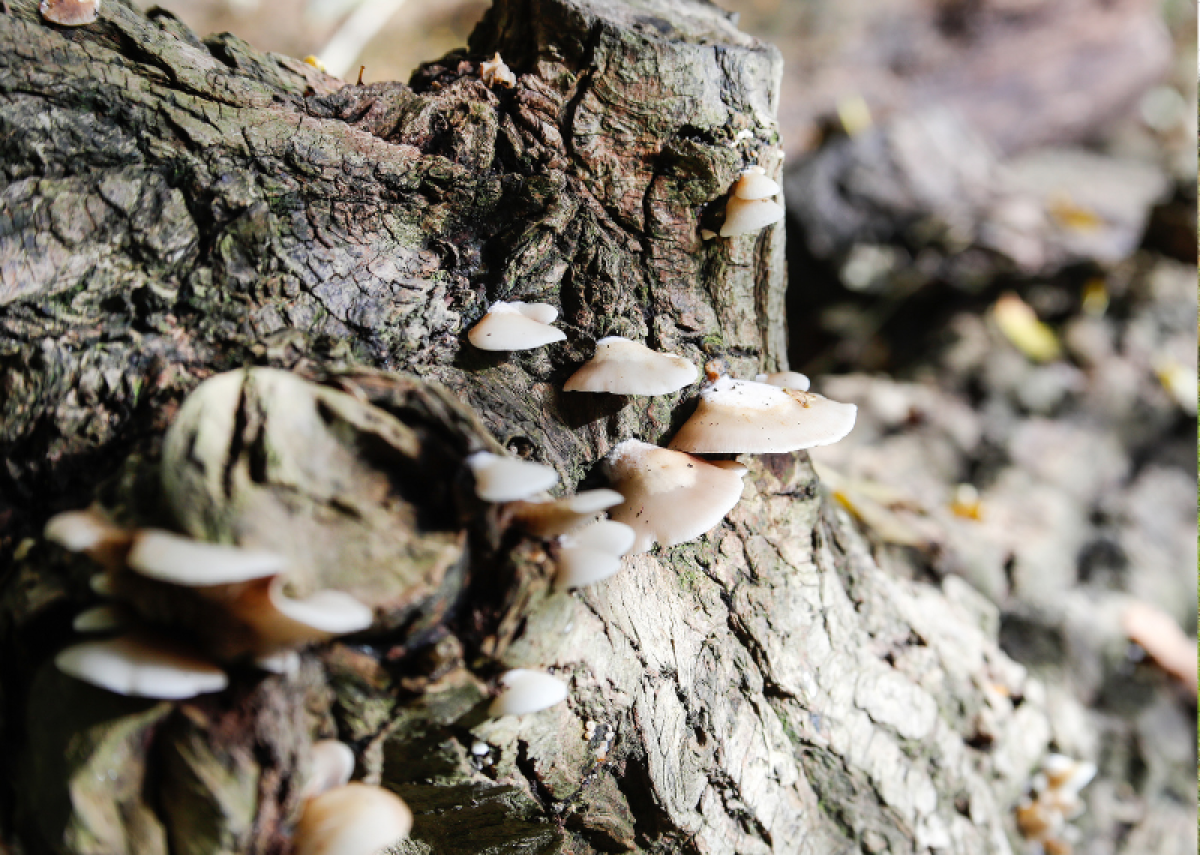 The Heart of England Forest | Heart of England Forest
