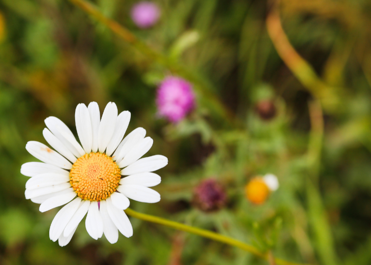 The Heart of England Forest | Heart of England Forest