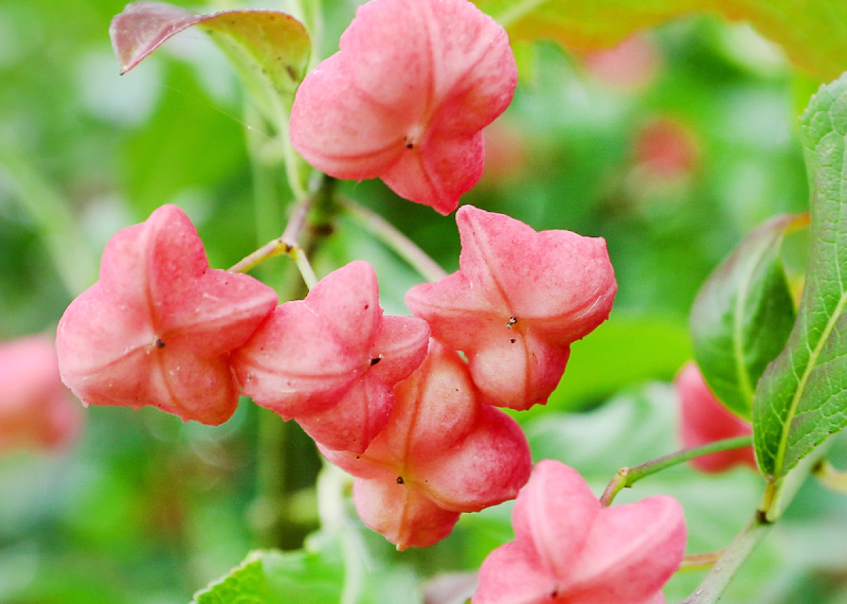 The Heart of England Forest | Heart of England Forest