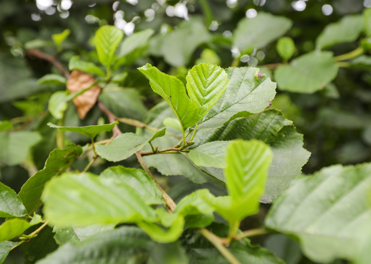 The Heart of England Forest | Heart of England Forest