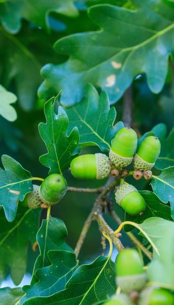 English oak | Heart of England Forest
