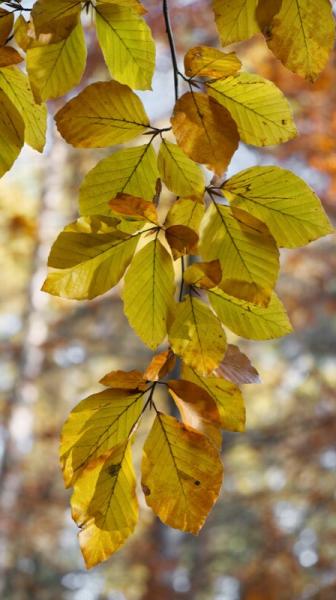 Hornbeam | Heart of England Forest