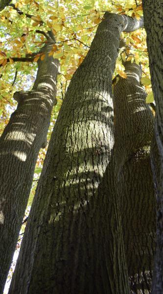 Sweet chestnut | Heart of England Forest