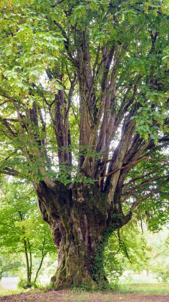 Hornbeam | Heart of England Forest