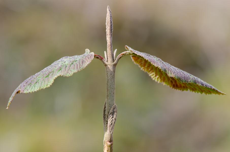 Whitebeam | Heart of England Forest