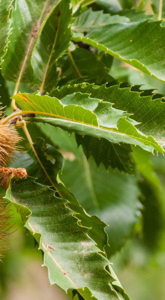Sweet chestnut | Heart of England Forest