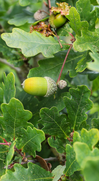 English oak | Heart of England Forest